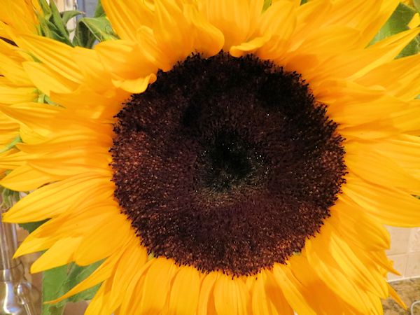 A GUIDE TO NORTHEASTERN GARDENING: This Month's Color in the Garden ...