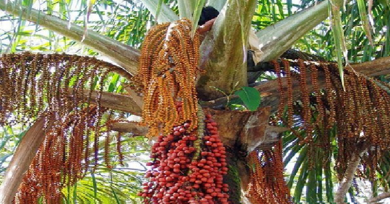Ecorregión selva alta : CONOCIENDO LA SELVA DEL PERÚ