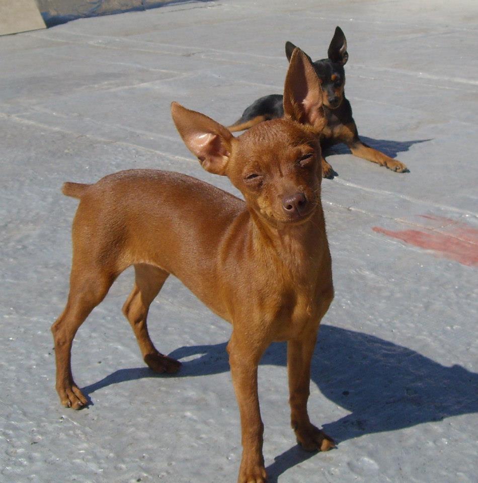 Criadero Prazsky Krysarik