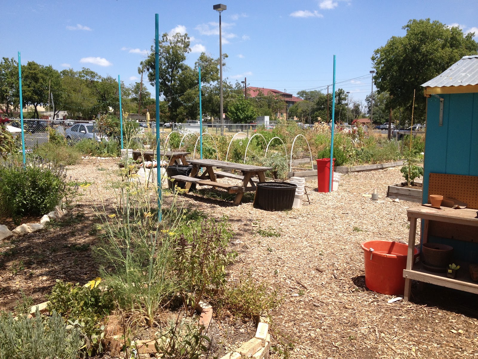 UT Gardening Committee: UT Concho Community Garden
