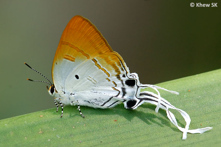 Butterflies of Singapore: Butterfly of the Month - December 2012