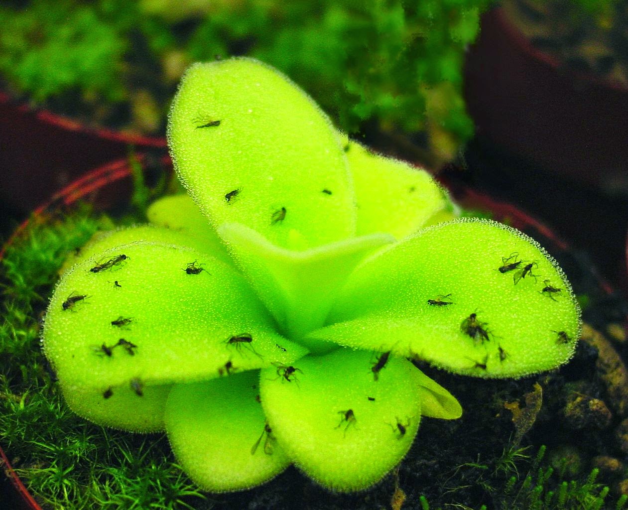 Blok888: Top 10 Amazing Carnivorous Plants in the world