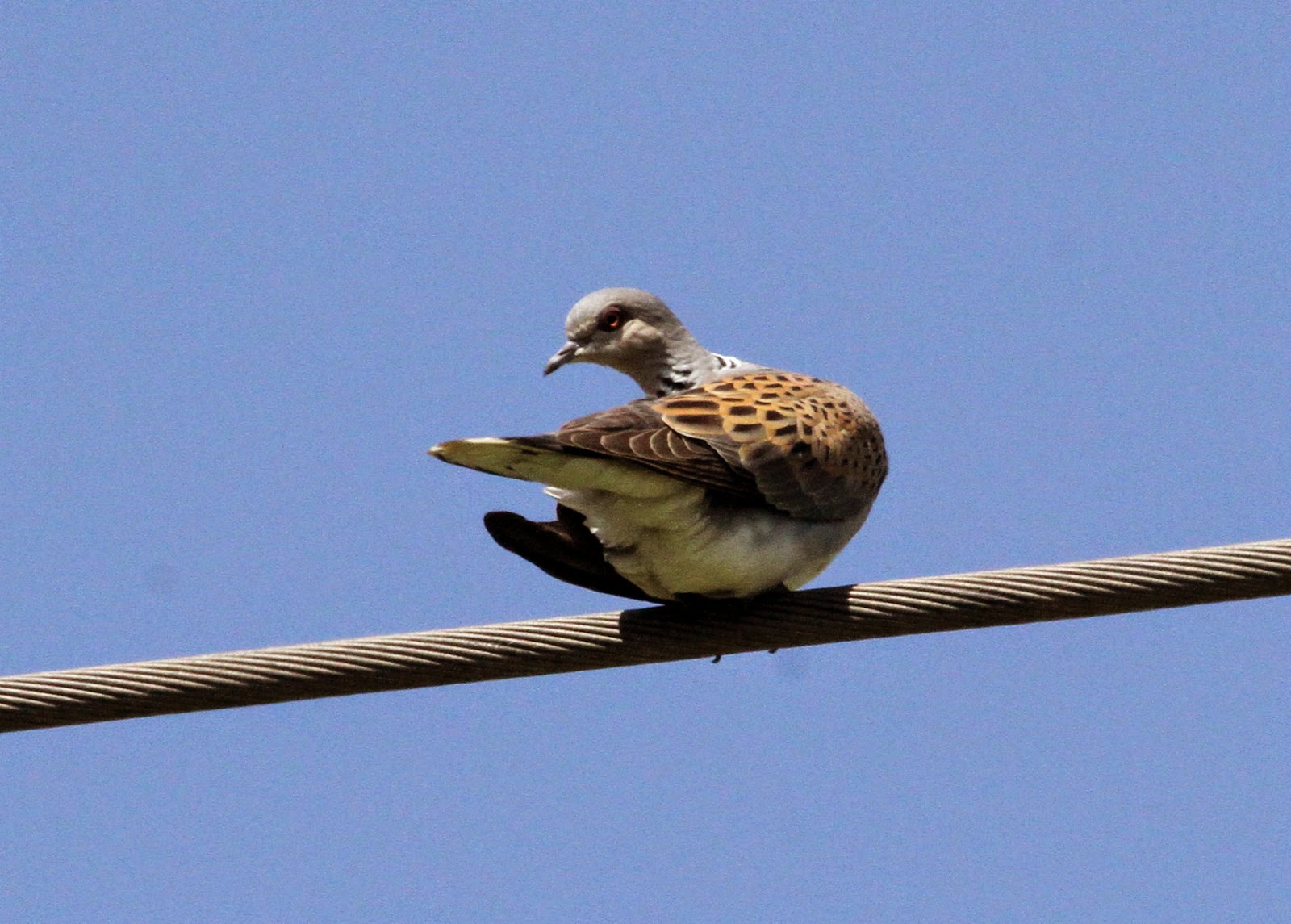 Birding with Flowers: Next Term 1: Turtle Dove