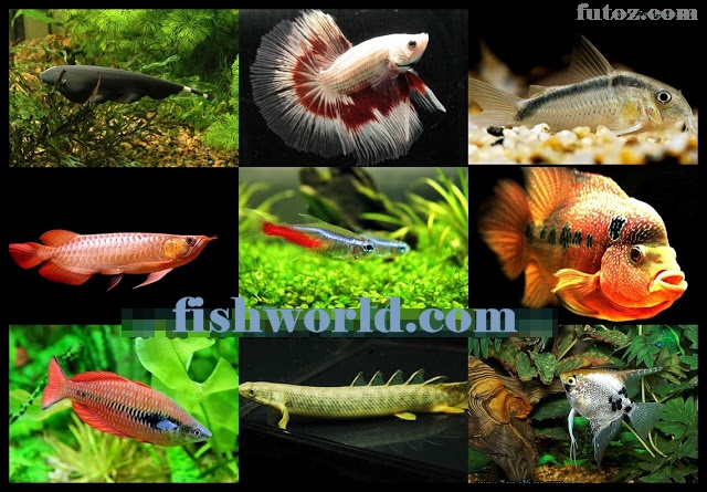 Types of Freshwater Ornamental Fish | FISH WORLDs.com