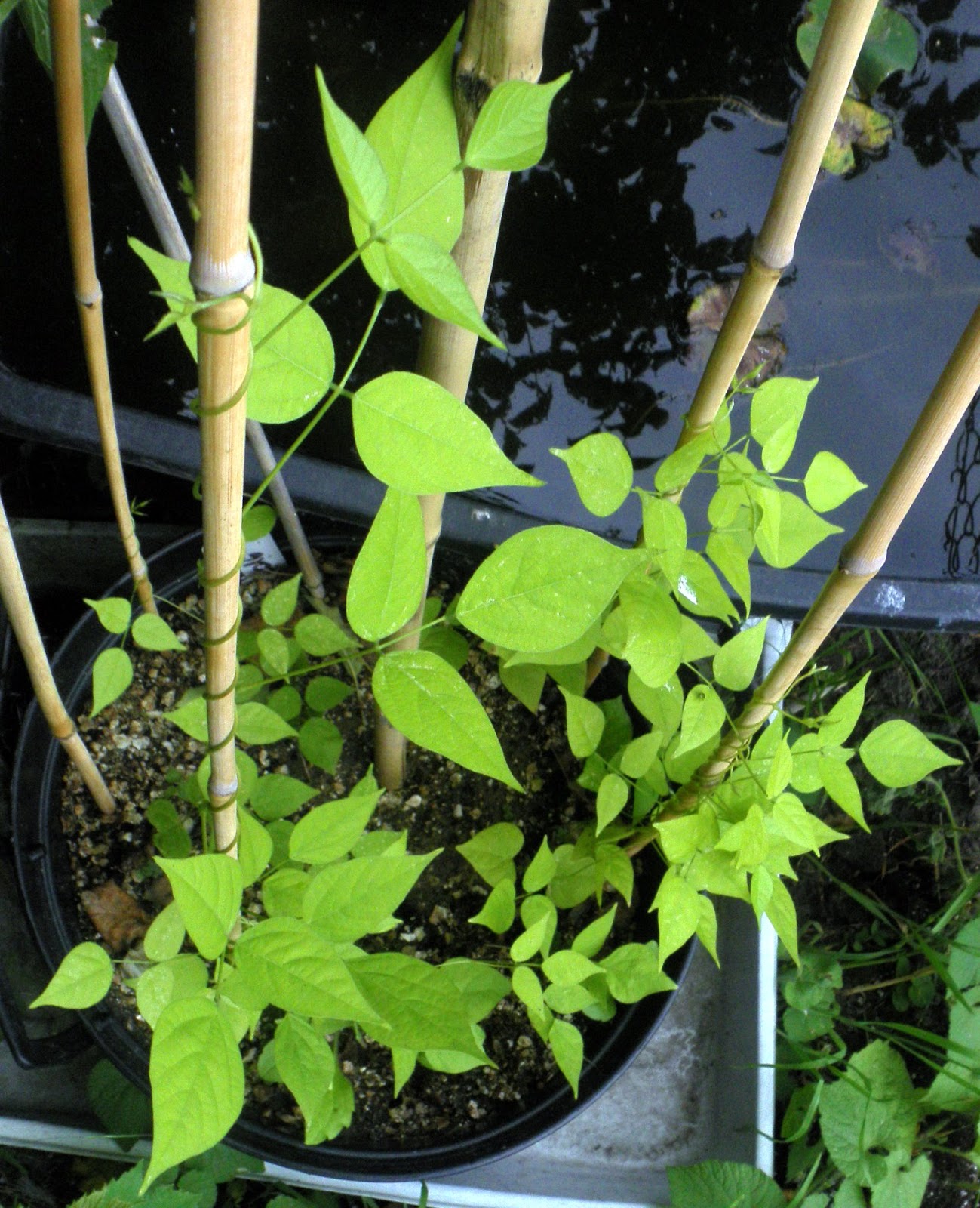 Scirpidiella's Plants: Edible Groundnuts (Apios sp.div.)