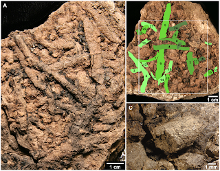The Dragon's Tales: Earth Worm Trace Fossils Just After the KT/K-Pg ...