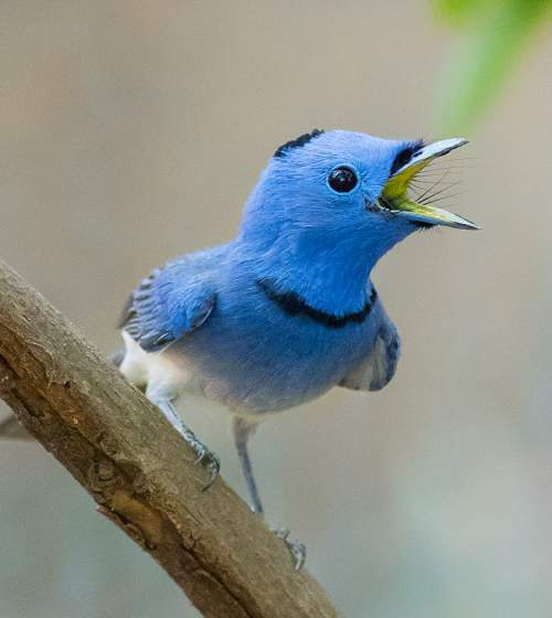 Black-naped monarch | Birds of India | Bird World