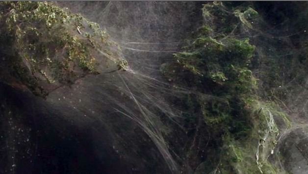 Mashmoom: Scary spider web