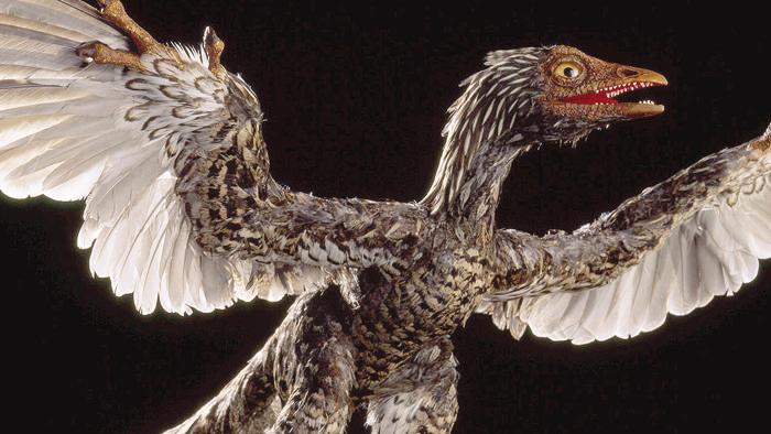 EL JOVE PALEONTÒLEG: Les maleïdes falsificacions. El cas de l ...