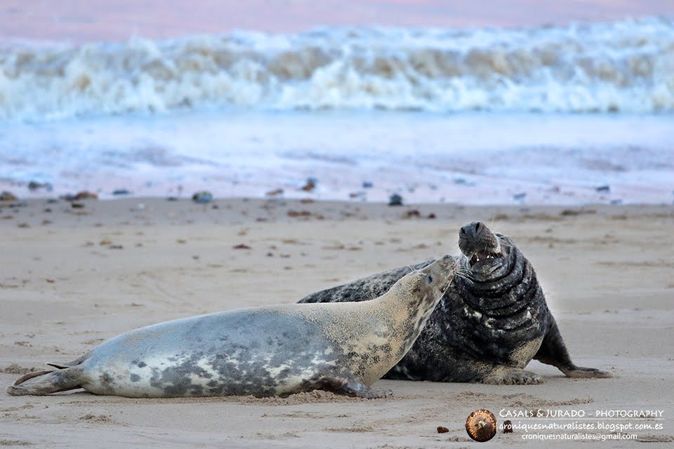 CRÒNIQUES NATURALISTES: FOQUES GRISES A NORFOLK - FOCAS GRISES EN ...