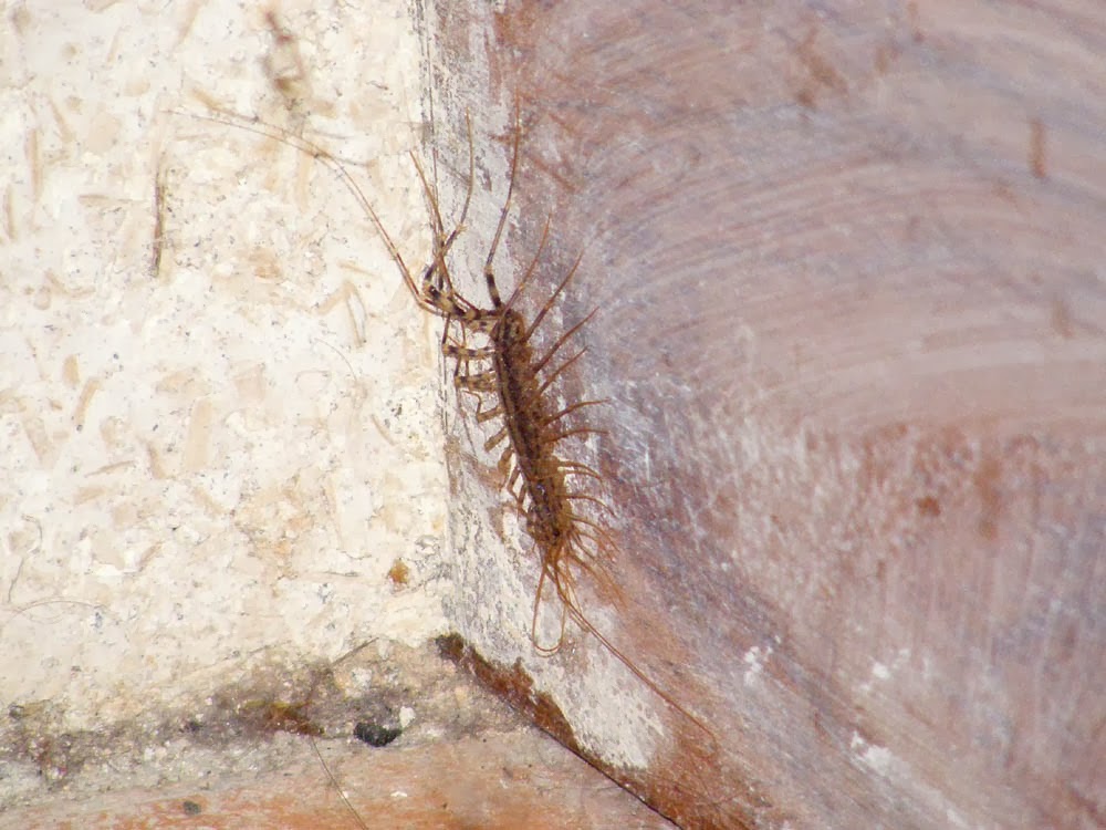 Loire Valley Nature: House Centipede Scutigera coleoptrata