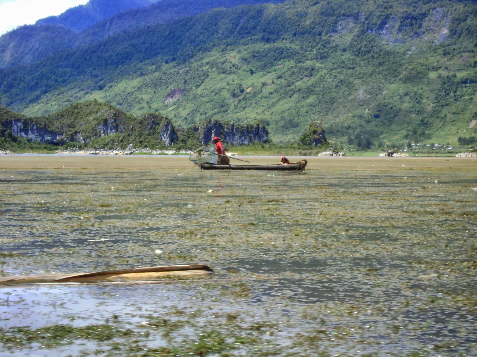 PULAU DUAMO DEIYAI: Biota Danau Tigi Kabupaten Deiyai di Papua