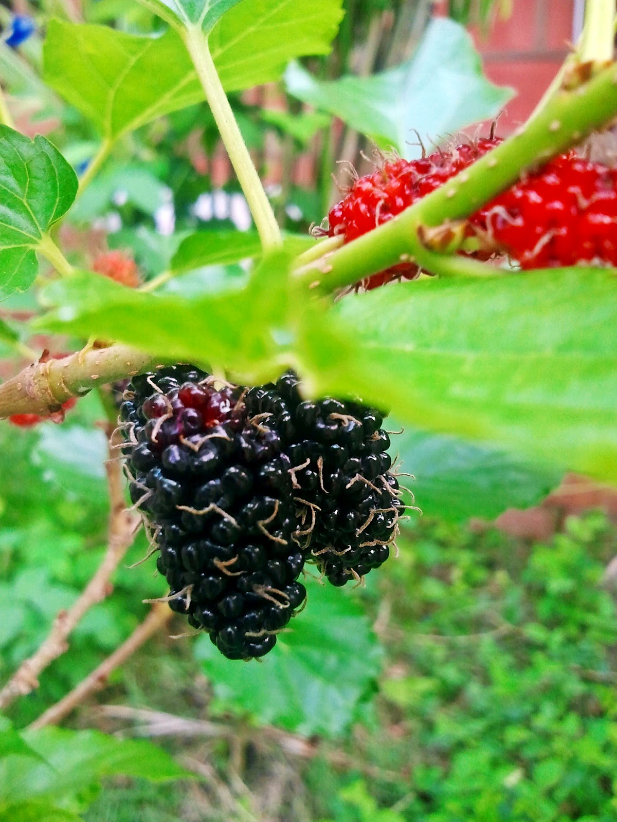 CORETAN DARI DAPUR: Malberi