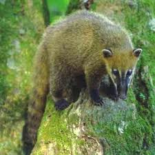 A DIVERSIDADE DO MUNDO ANIMAL: O QUATI