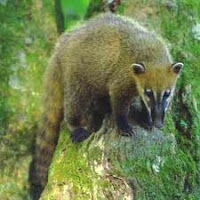 A DIVERSIDADE DO MUNDO ANIMAL: O QUATI