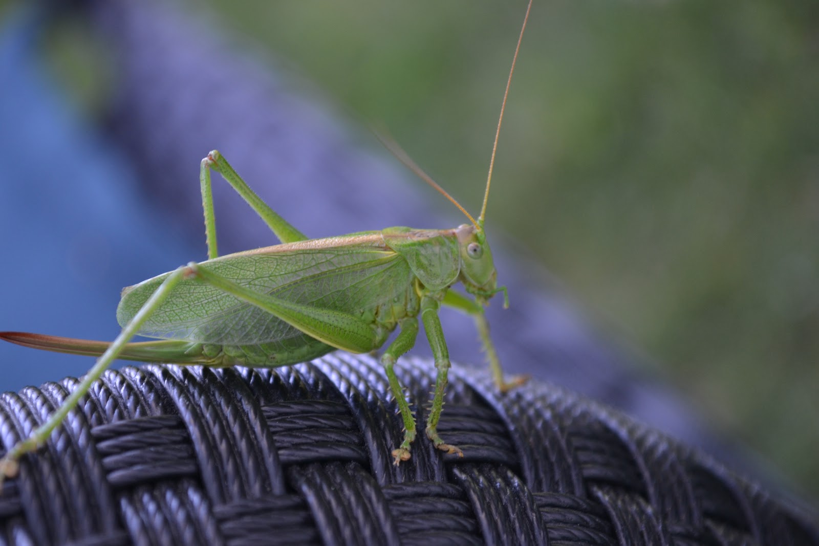 Sodo Stilius: Žaliasis Žiogas
