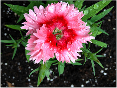 Amy's Garden: June 2012