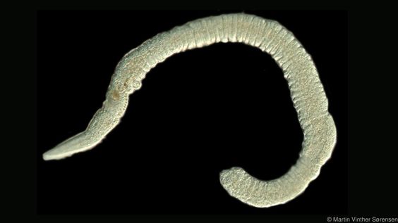 Origen embrionario: Protostomados