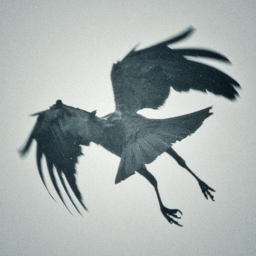 Les albums de Céline E.: Raven - Opus 7