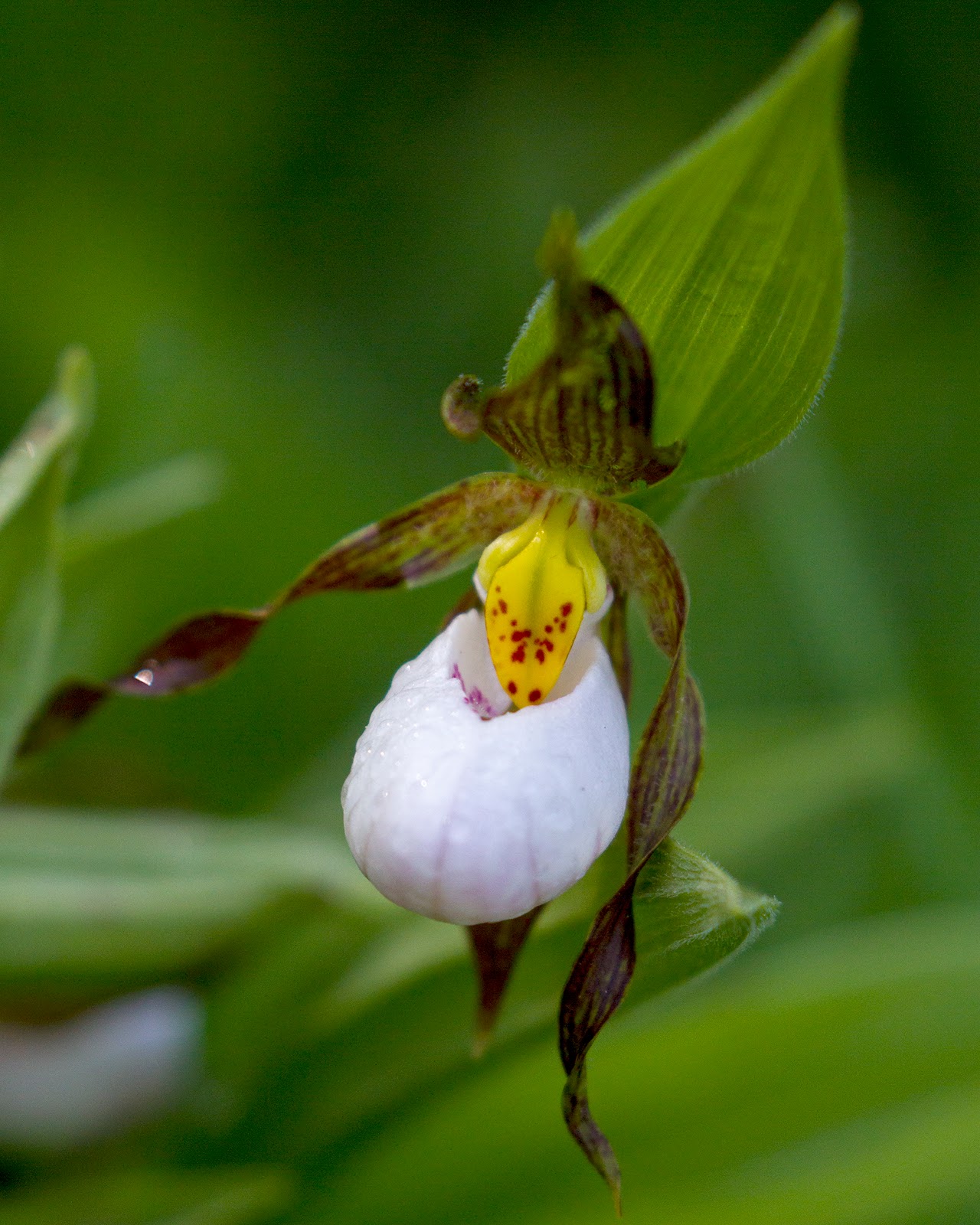 SPEED OF A PLANT: Wisconsin Orchids 2017