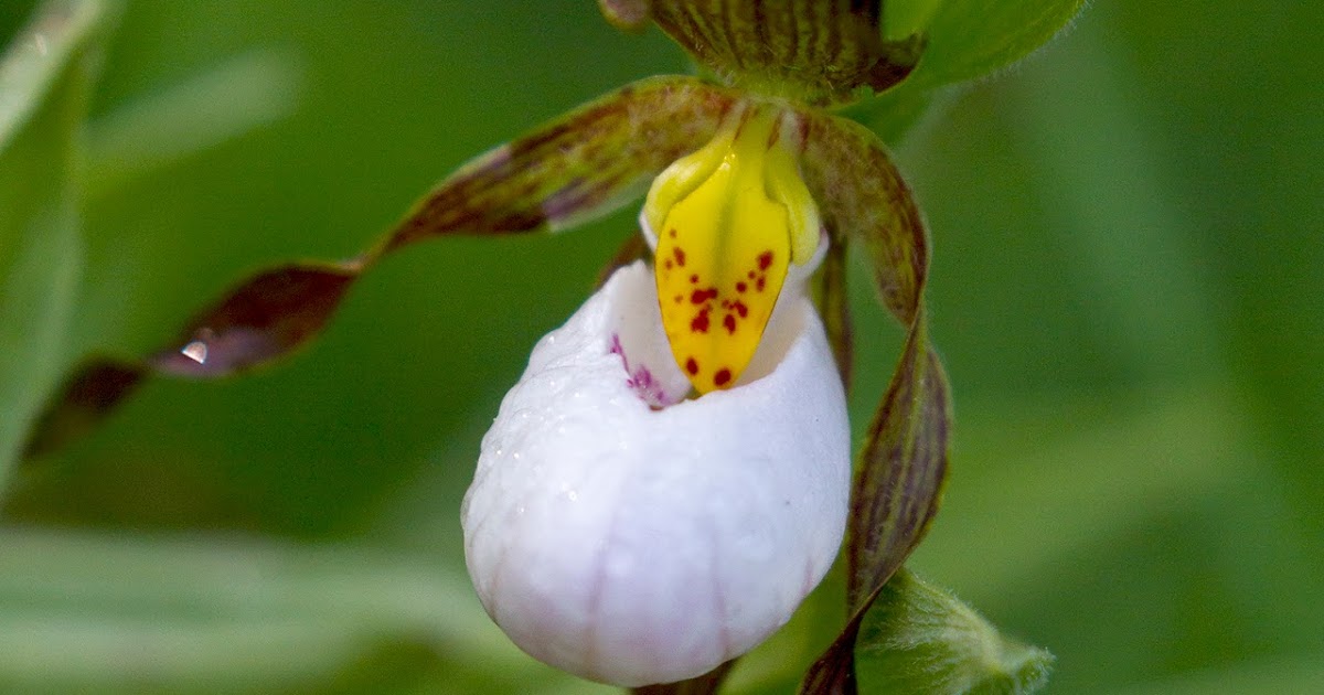SPEED OF A PLANT: Wisconsin Orchids 2017