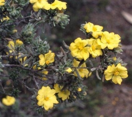 ALAM TUMBUHAN: KELUARGA SIMPUH / SIMPUHIA (Dilleniaceae family)