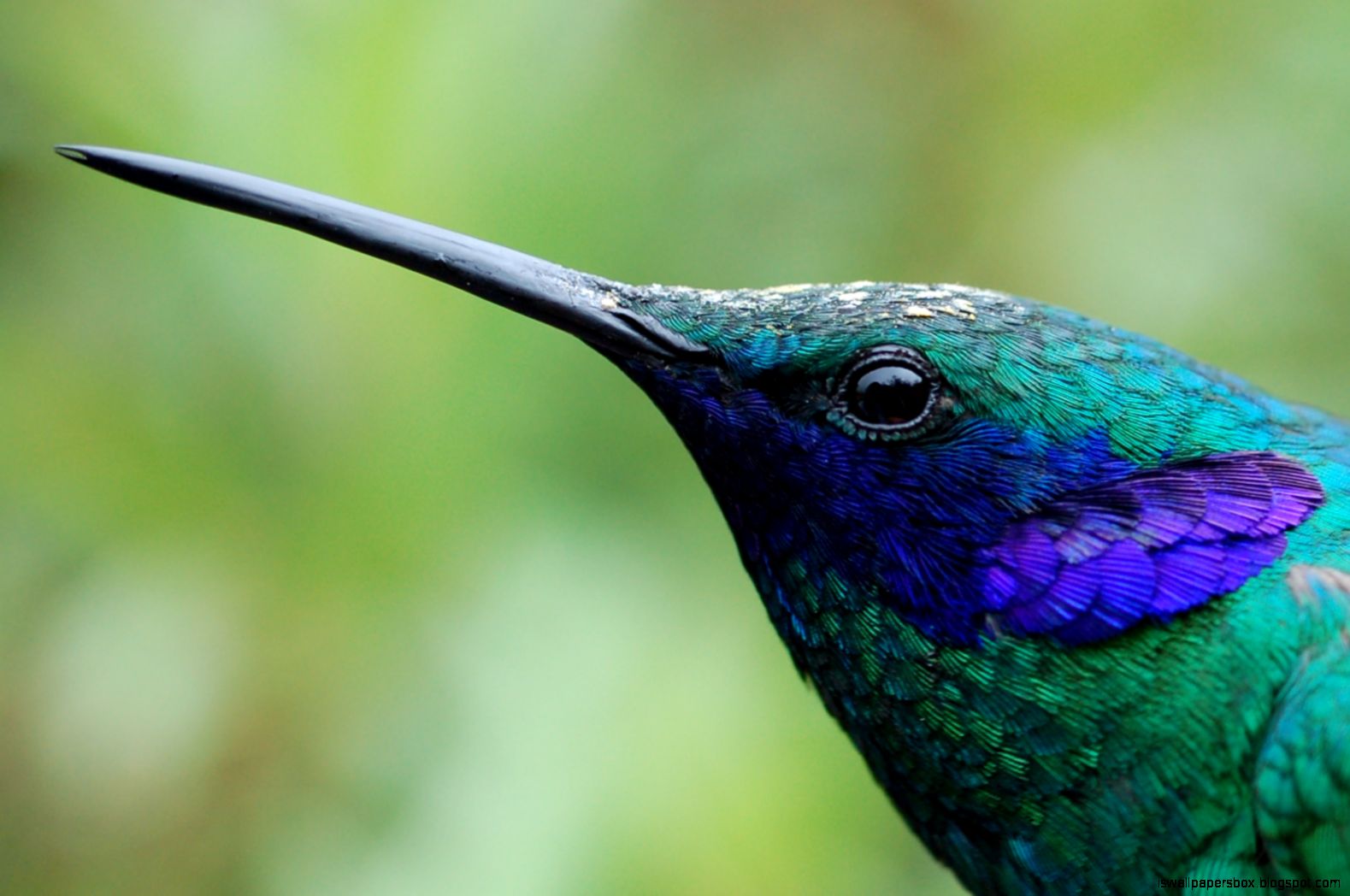 Colibri Bird Pictures | Wallpapers Box