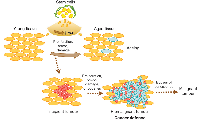 Aging Cell - Novel strategies for combating aging: Ageing-Cancer dependency