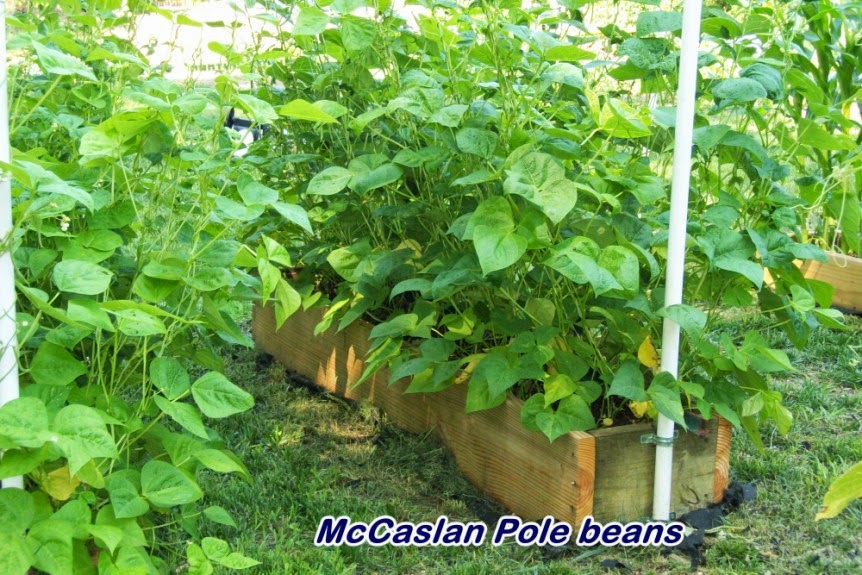 Pole Bean Spacing Square Foot Gardening - all about hobby