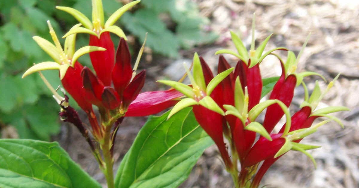 shiatoshi: Indian Pink: Plant description & Planting