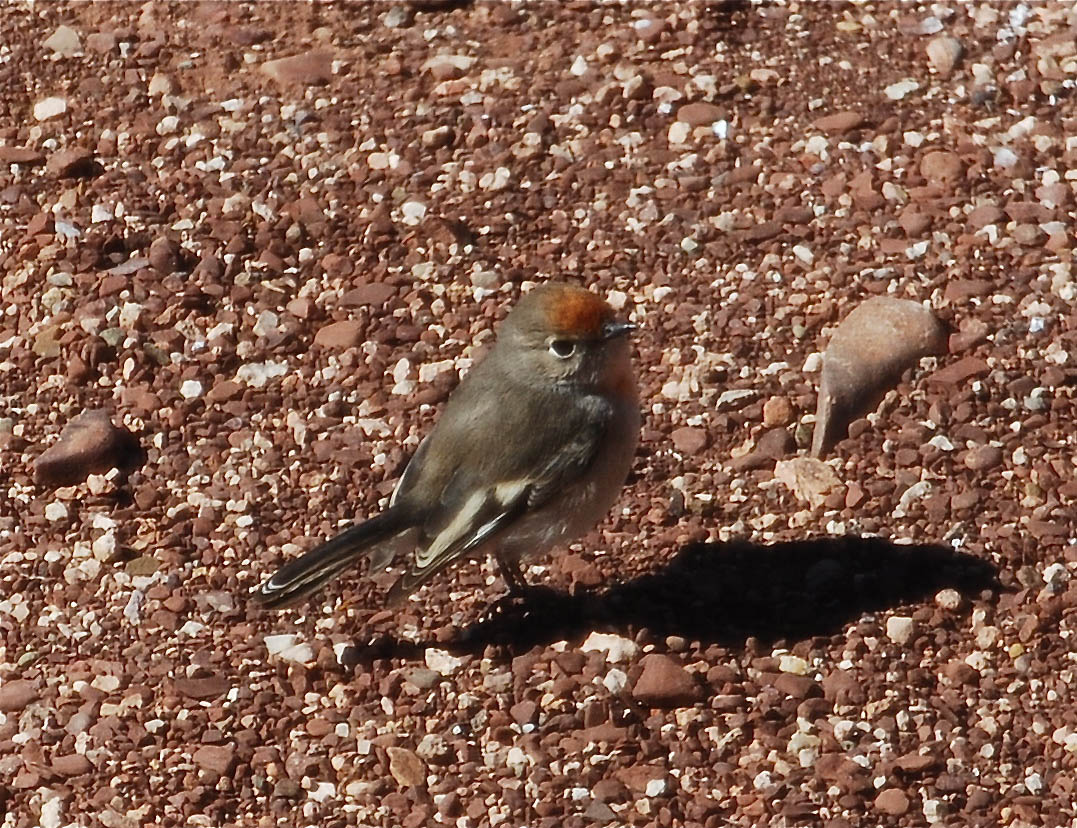 garden delights: World Bird Wednesday - Red-capped Robin