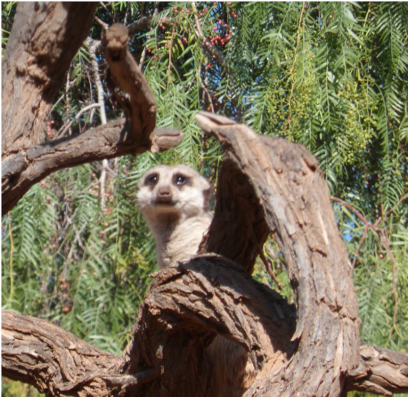 Bwana joen kynästä: Nelisormimangusti, maailman sosiaalisin eläin