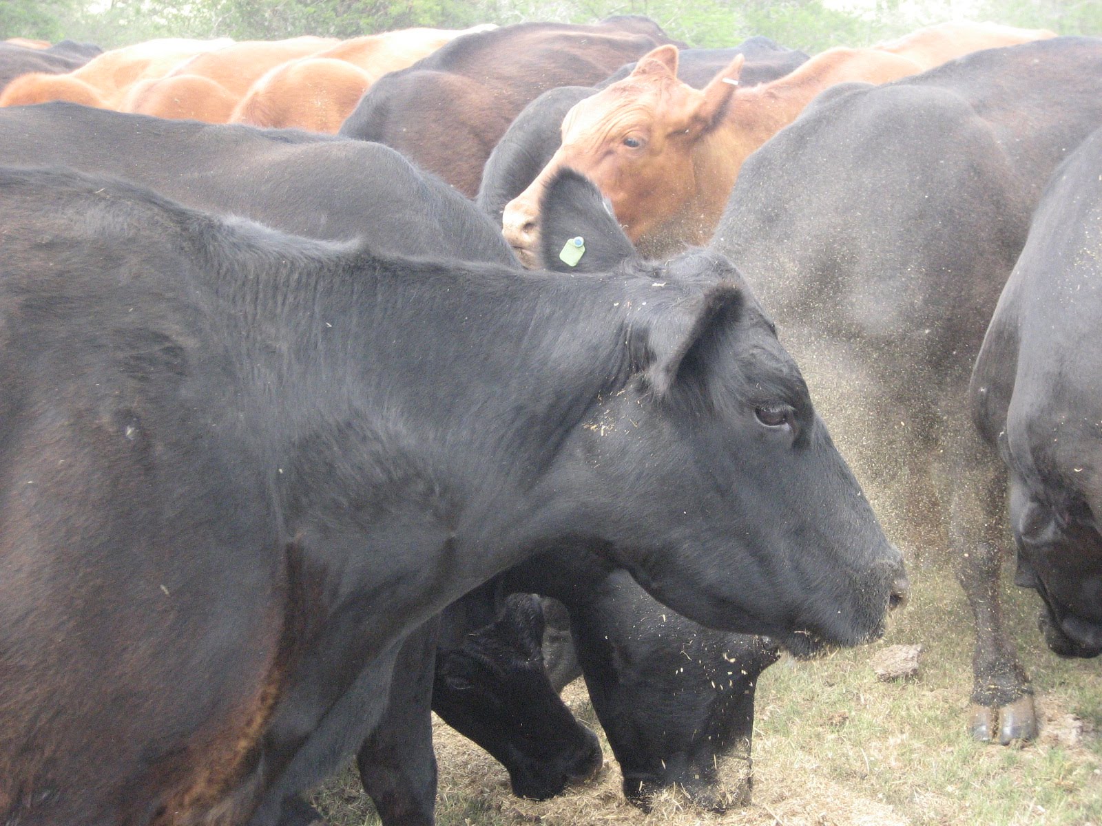 Tick Control on Cattle and Game: Denys Wells, Alexandria, Eastern Cape ...
