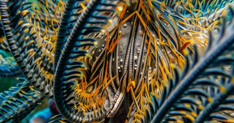 View From The Northern Wall: Feather Pitch