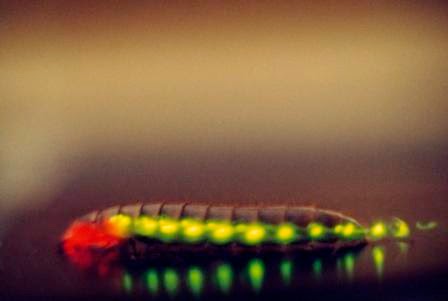 LifescienceROOM: Brazilian Railroad worm