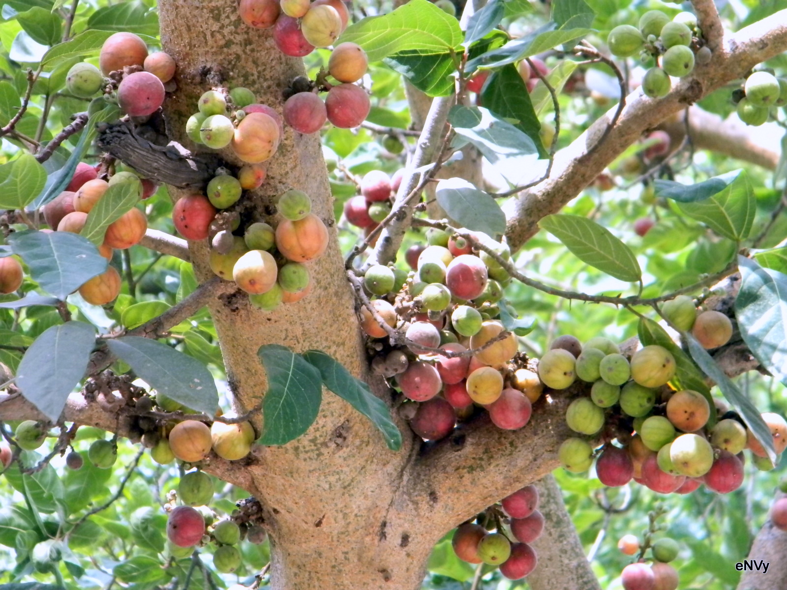 Tree Flowers: Moraceae