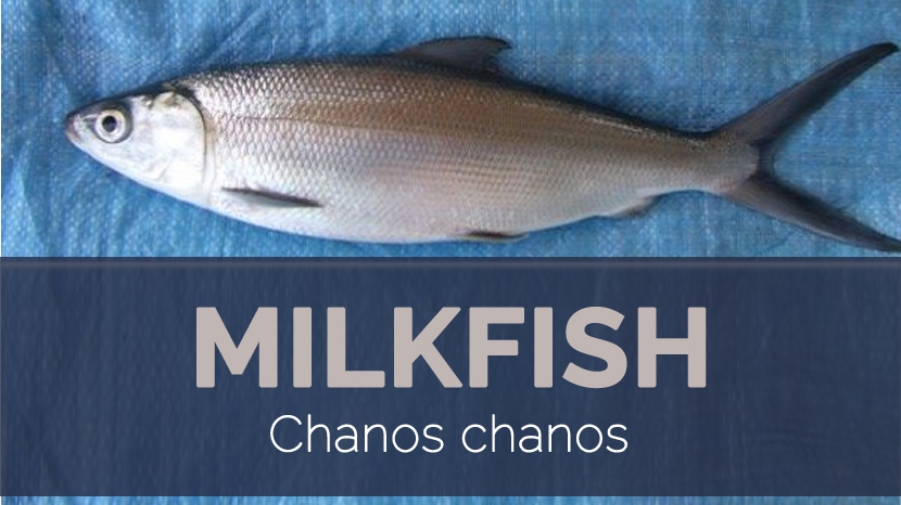 Milkfish Calories Important for Weight Loss Diet, Why? - Milkfish ...