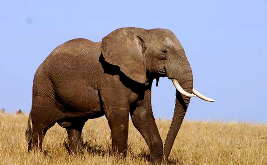 Beautiful Elephant Images HD Wallpaper - all 4u wallpaper