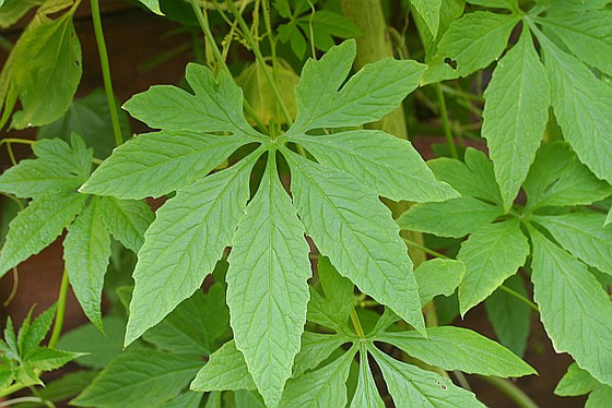 Terra Nostra: CAIGUA - Cyclanthera pedata
