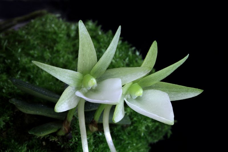 Orchids in Bloom: Angraecum cf. breve
