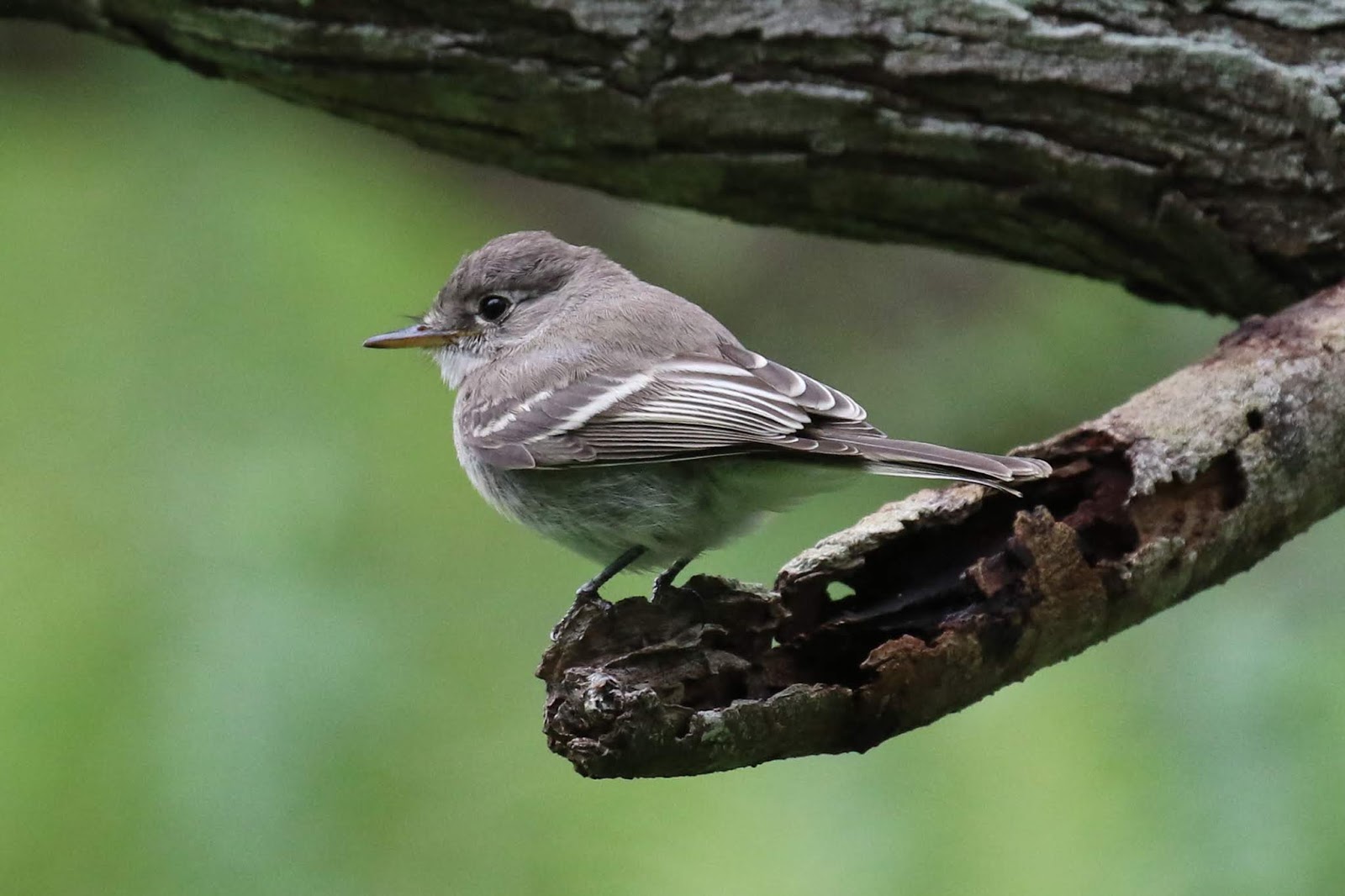 Antshrike's Bird Blog: Gray Flycatcher at South Padre Island, 10/23/18