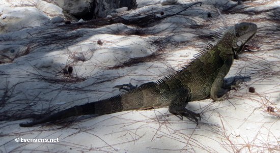 From Lois' Hands: Iguanas on Coco Cay, Bahamas