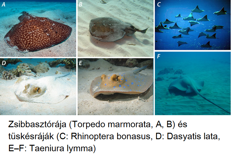 BIO-LOGIA: A HALAK SZAPORODÁSA ÉS FEJLŐDÉSE. A HALAK SOKFÉLESÉGE.