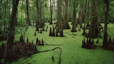 Dried swamp - sfs- News