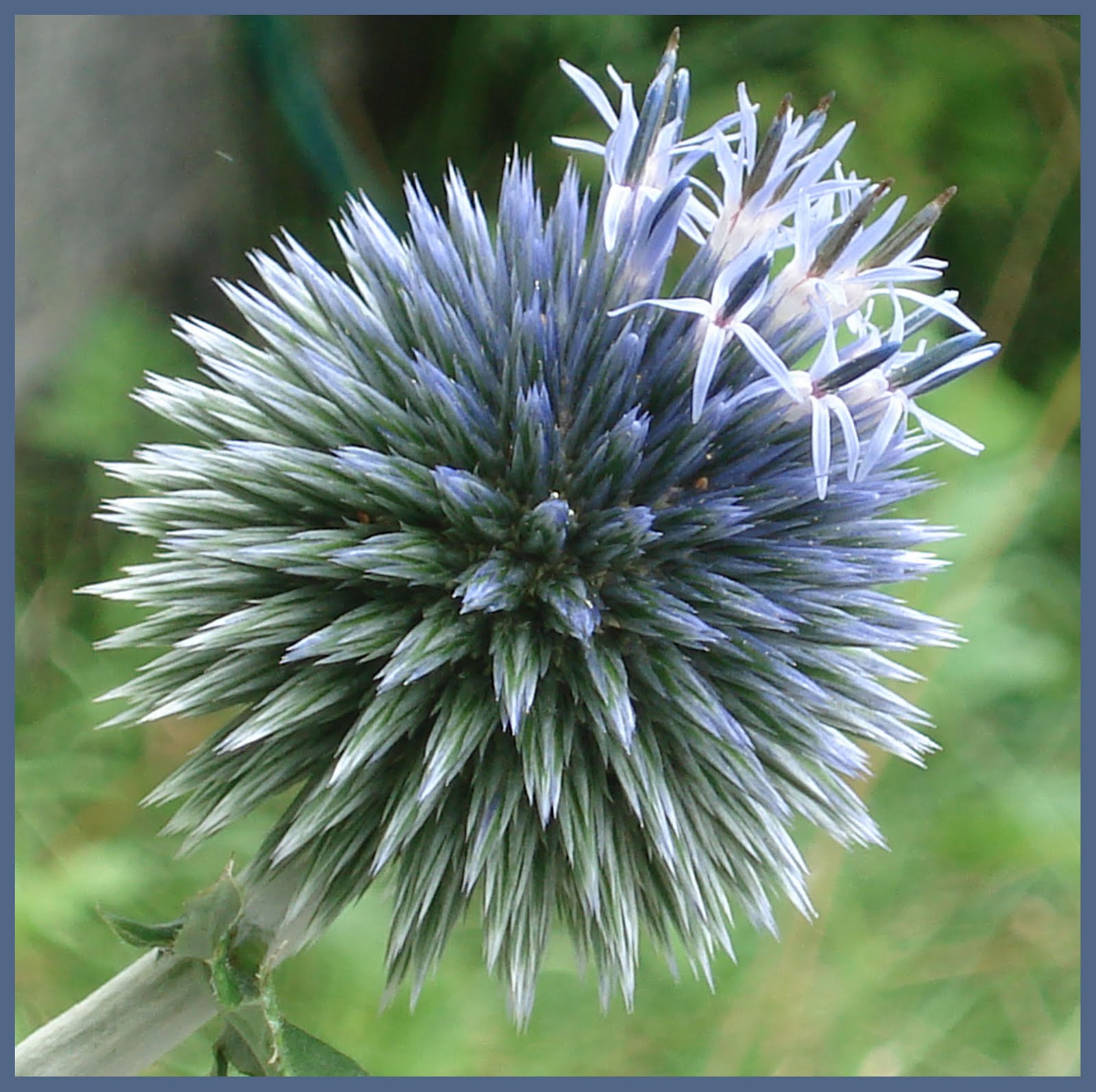 Bindepunkt: Nahaufnahme: Blaue Distel