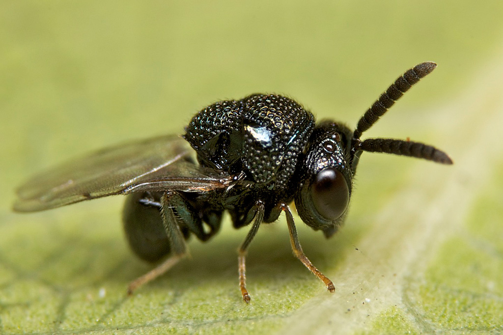 ムシをデザインしたのはダレ？: マルハラコバチ科 Perilampidae の 1種（Perilampus sp.)