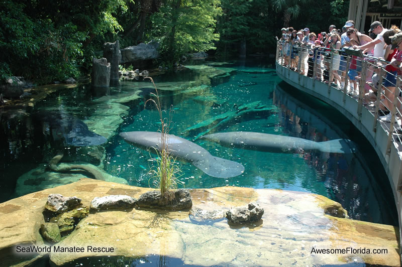 Bora Para Orlando???: SEAWORLD ORLANDO