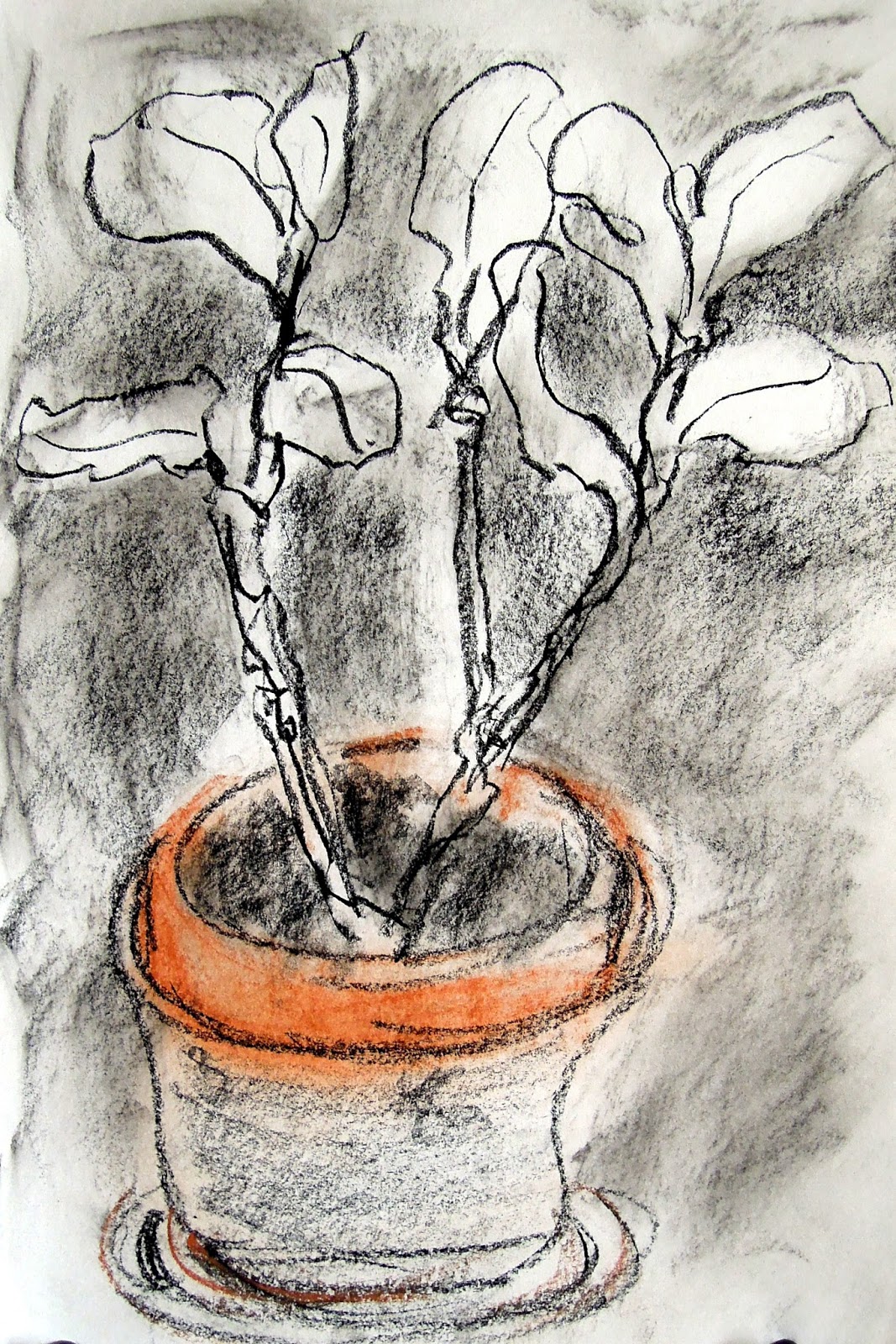 Rochelle Mayer, artiste en arts visuels: Dessin d'observation au fusain ...