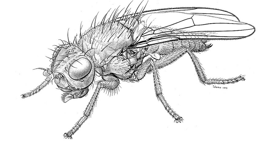 Variety of Life: Canacidae