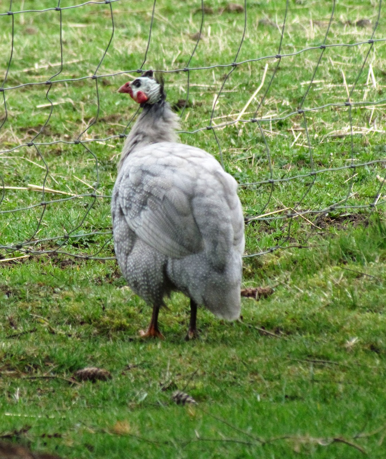 Scene Through My Eyes: Guinea Fowl and Ducks